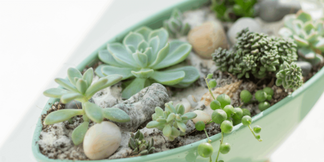 Low-Maintenance Softscape Ideas for Busy Homeowners