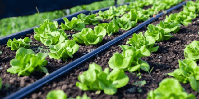 Low-Maintenance Softscape Ideas for Busy Homeowners