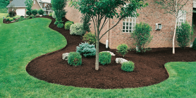 Low-Maintenance Softscape Ideas for Busy Homeowners