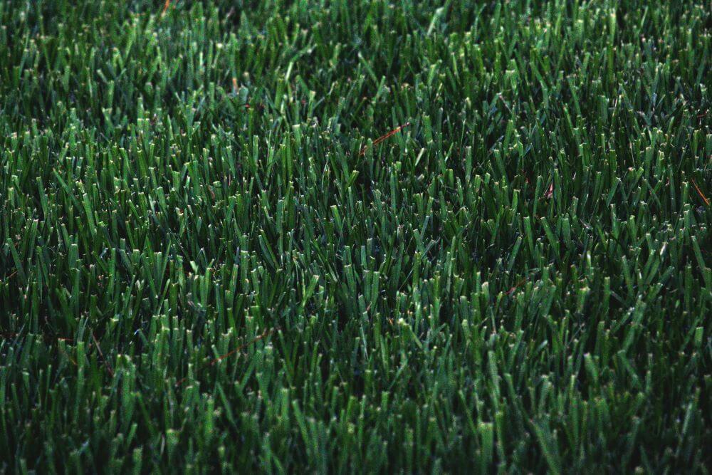Natural-Looking Turf Design: Expert Guide 2025